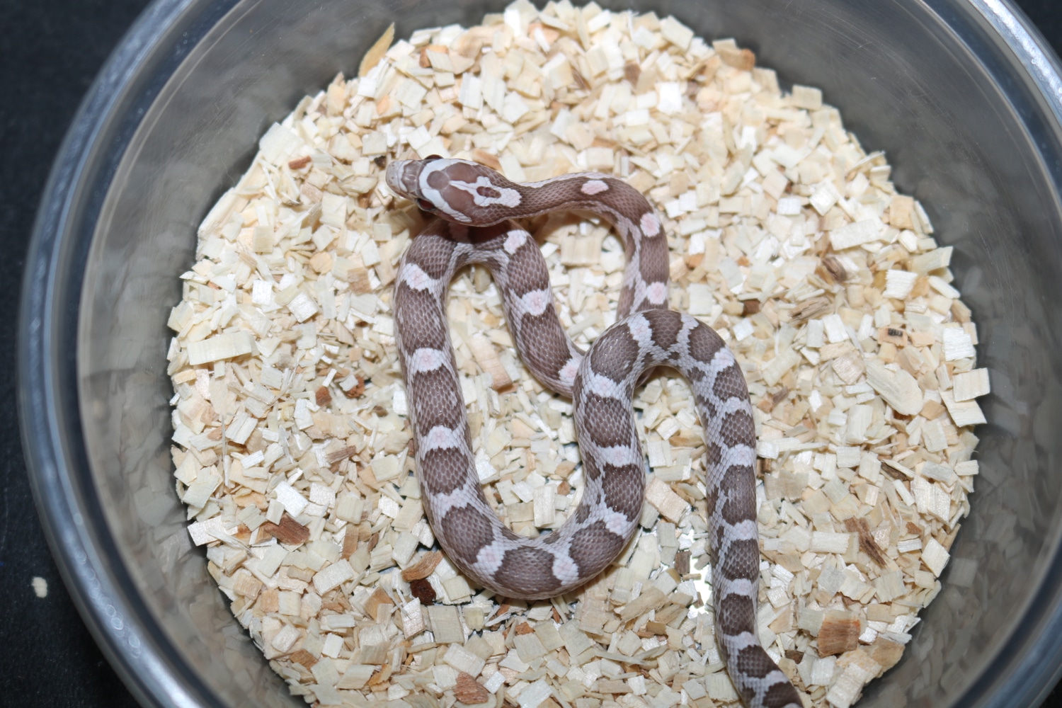 Coral Ghost Corn Snake by Wards World Of Reptile Propagation - MorphMarket