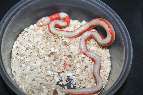 Albino Splotched Nelson's Milk Snake by Wards World Of Reptile Propagation