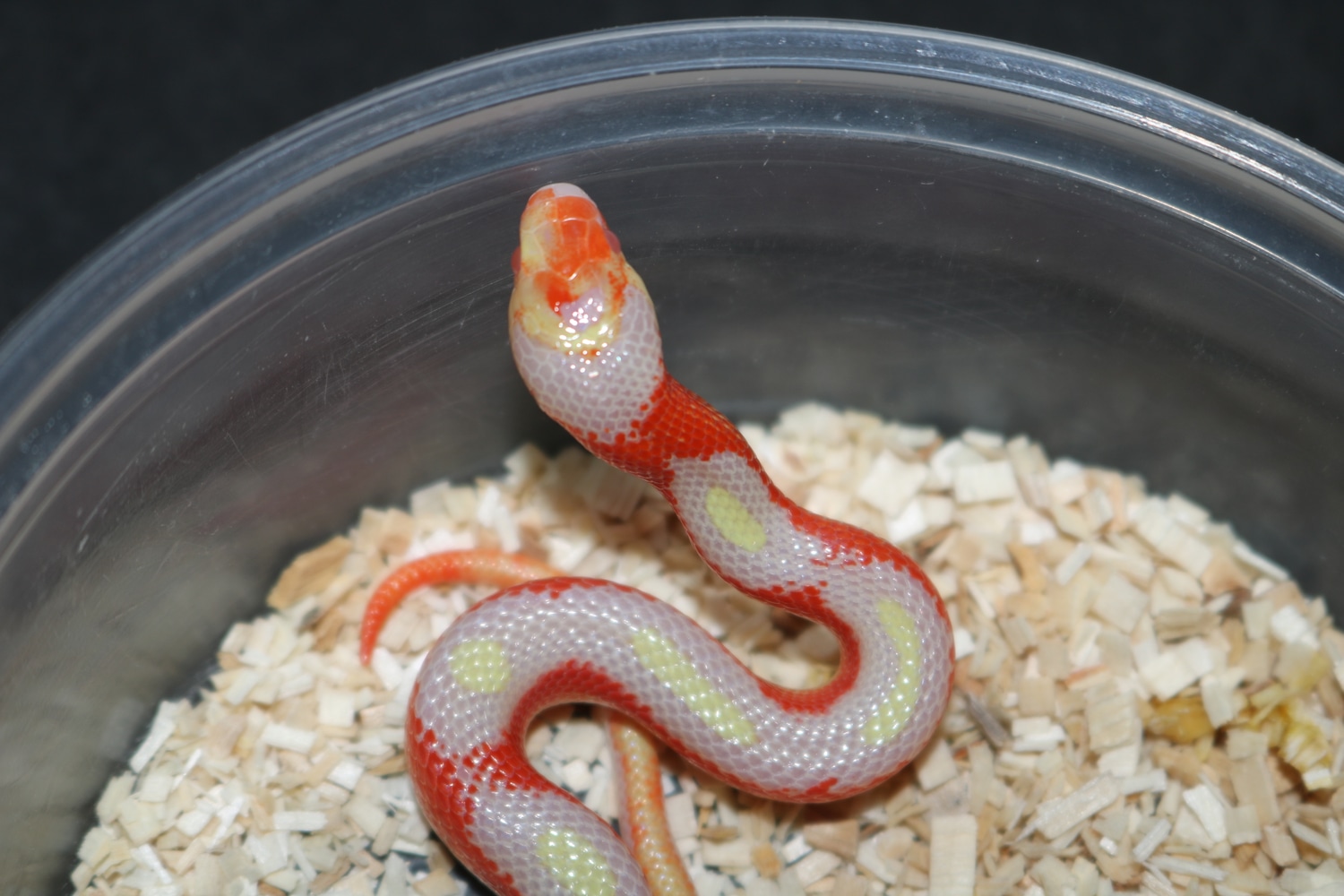 Albino Splotched Nelson's Milk Snake by Wards World Of Reptile ...