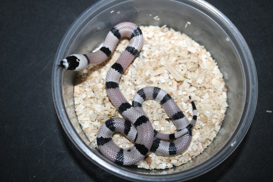 Anery Het Albino Honduran Milk Snake by Wards World Of Reptile Propagation