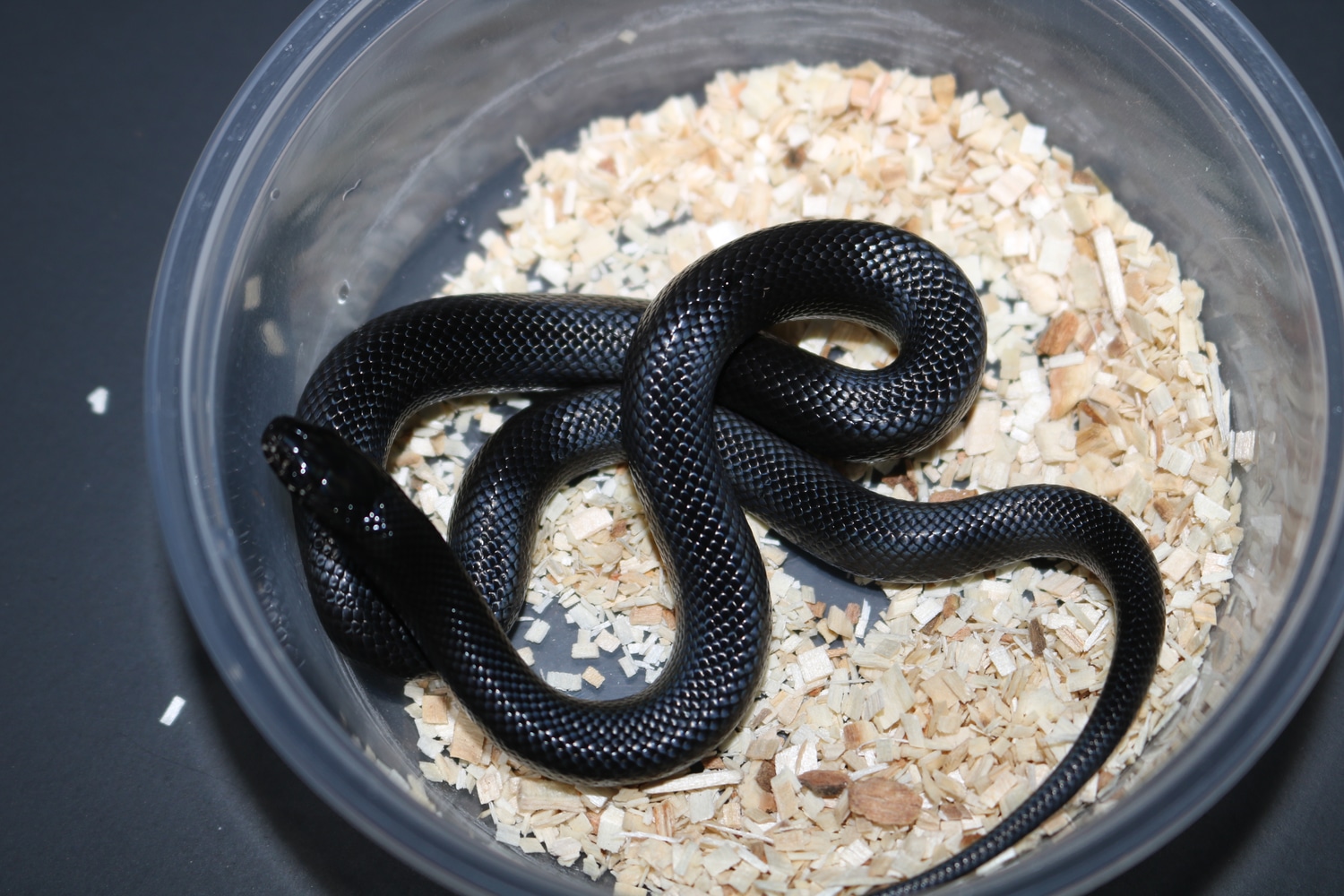 Black Mexican King Snake Mexican Black Kingsnake by Wards World Of ...