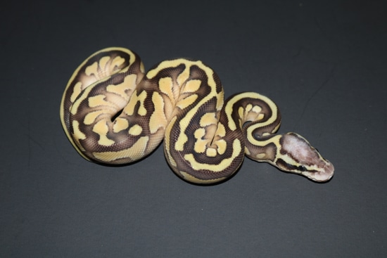 Pastel Lesser Het Desert Ghost Ball Python by Wards World Of Reptile ...