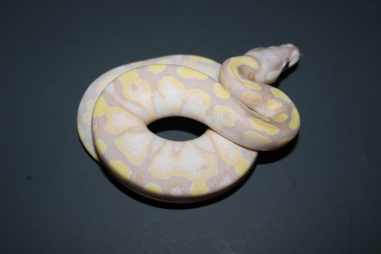 Super Banana Yellow Belly Ball Python by Wards World Of Reptile ...
