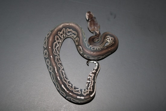 Gargoyle Ball Python by Wards World Of Reptile Propagation