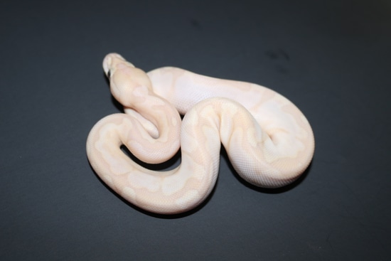 Bamboo Banana Ball Python by Wards World Of Reptile Propagation