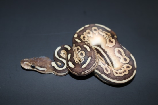 Lesser Black Pastel Ball Python by Wards World Of Reptile Propagation