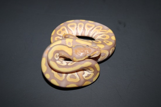 Mojave Ultramel Ball Python by Wards World Of Reptile Propagation