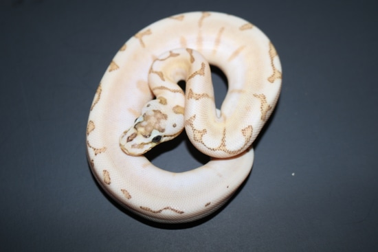 Bamboo Spider Enchi Ball Python by Wards World Of Reptile Propagation