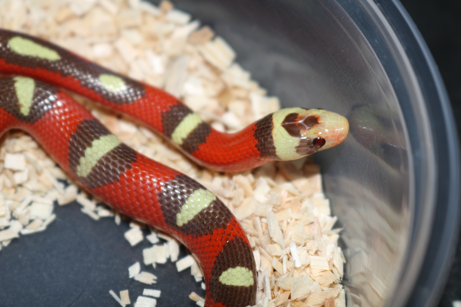T+ Splotched Nelson's Milk Snake by Wards World Of Reptile Propagation ...