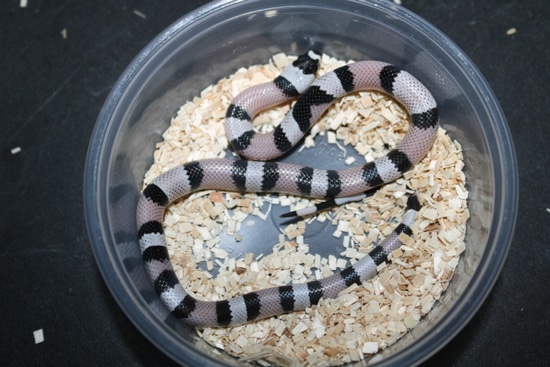 Anery Honduran Milk Snake by Wards World Of Reptile Propagation