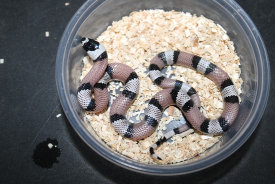 Anery Honduran Milk Snake by Wards World Of Reptile Propagation