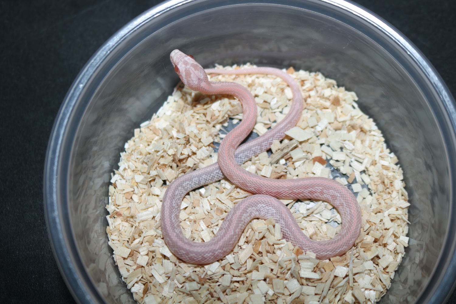 Tessera Pink Coral Snow Corn Snake by Wards World Of Reptile ...