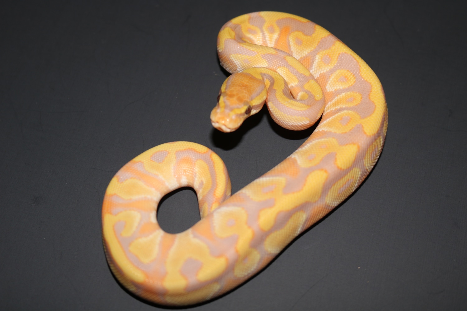 Ultramel Mojave Enchi Ball Python by Wards World Of Reptile Propagation ...