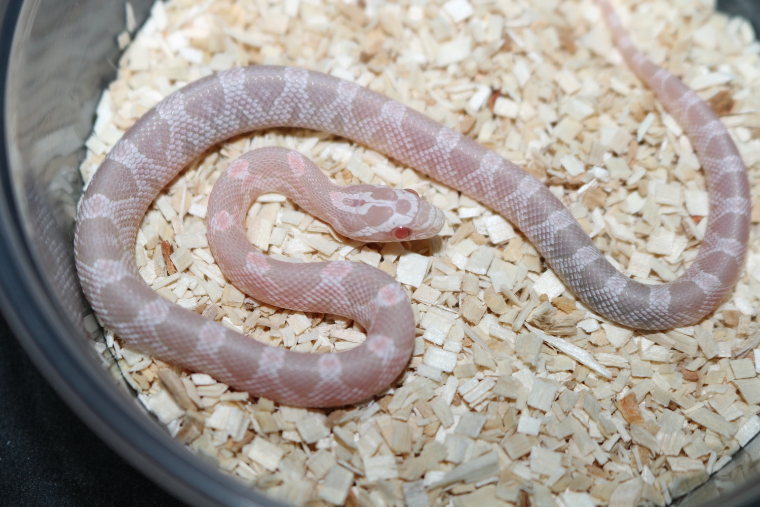 Pink Coral Snow Corn Snake by Wards World Of Reptile Propagation ...