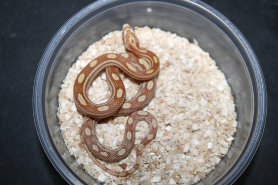 Motley Butter Corn Snake by Wards World Of Reptile Propagation