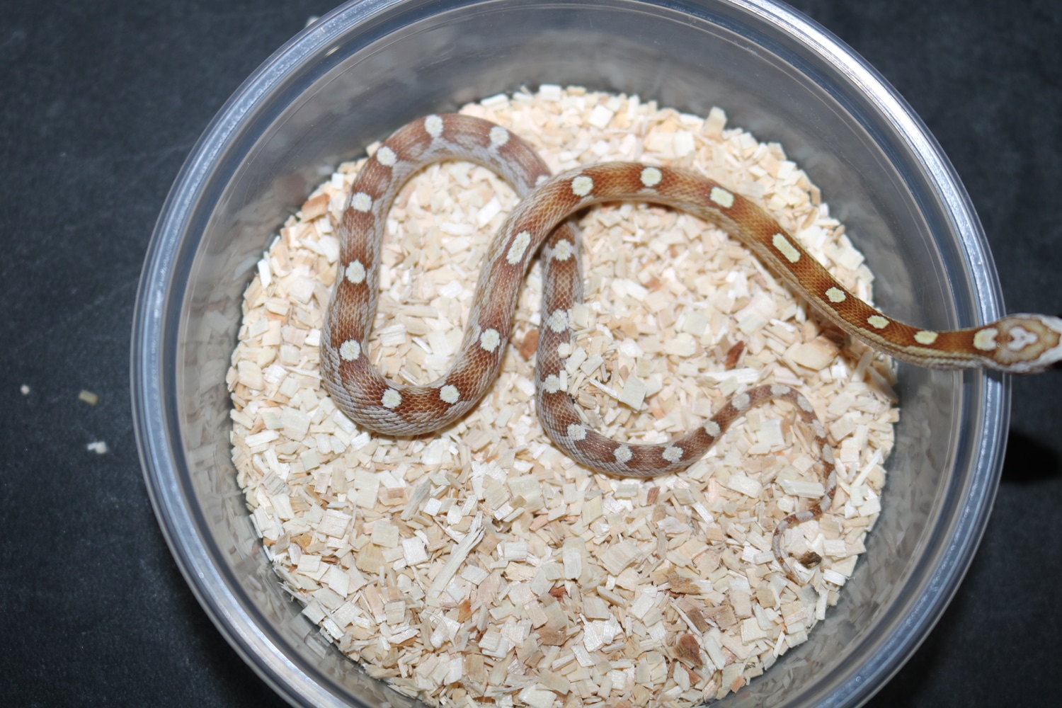 Motley Amber Corn Snake by Wards World Of Reptile Propagation - MorphMarket