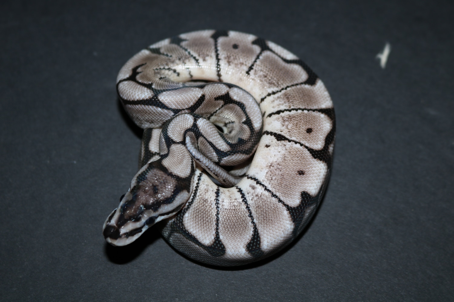 Spider Vpi Ball Python by Wards World Of Reptile Propagation - MorphMarket