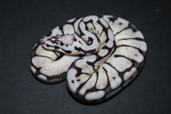 Zebra Bee Ball Python by Wards World Of Reptile Propagation