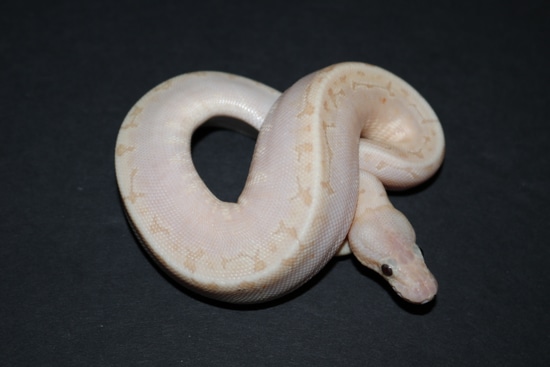 Bamboo Banana Pinstripe Ball Python by Wards World Of Reptile Propagation