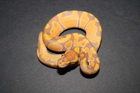 Enchi Ultramel Ball Python by Wards World Of Reptile Propagation
