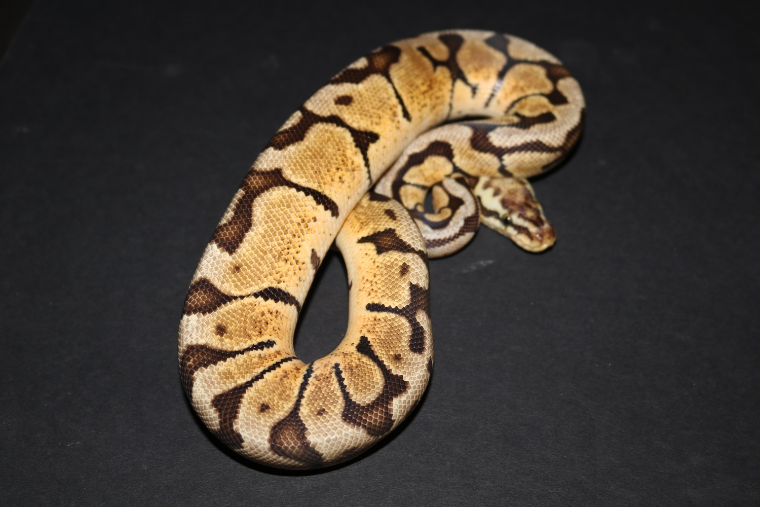 Pastel Woma Ball Python by Wards World Of Reptile Propagation - MorphMarket