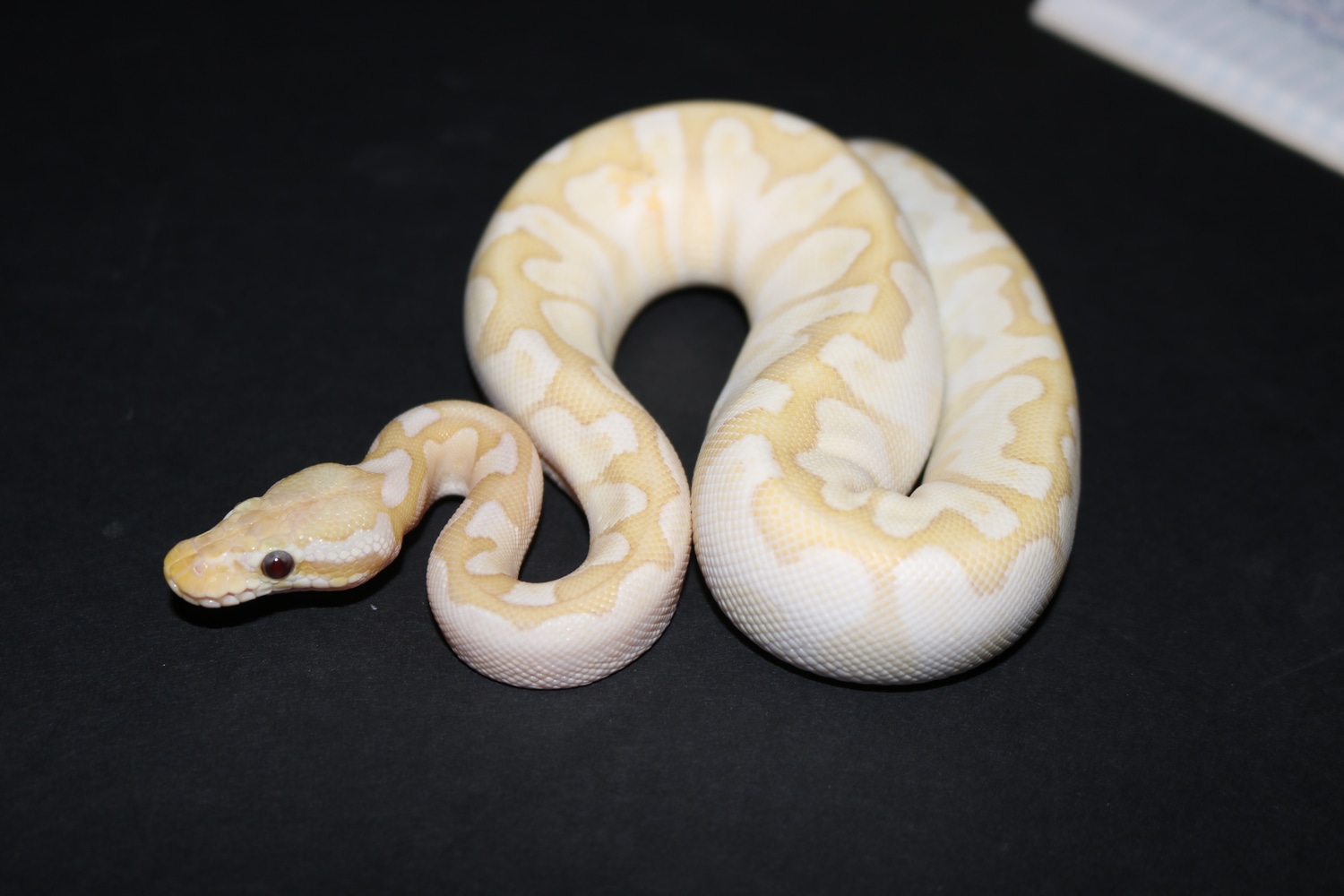 Bamboo Banana Yellow Belly Ball Python by Wards World Of Reptile ...