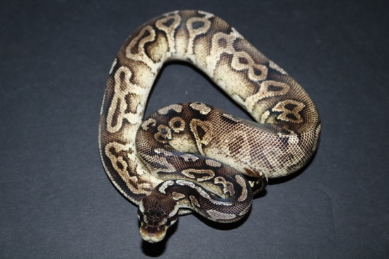 Pewter Yellow Belly Ball Python by Wards World Of Reptile Propagation