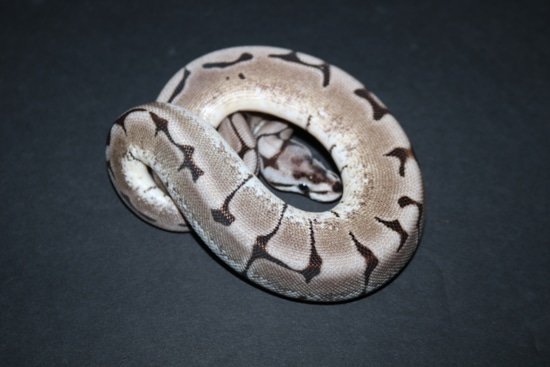 Spider Vpi Axanthic Ball Python by Wards World Of Reptile Propagation