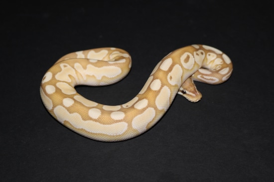 Banana Lesser Ball Python by Wards World Of Reptile Propagation