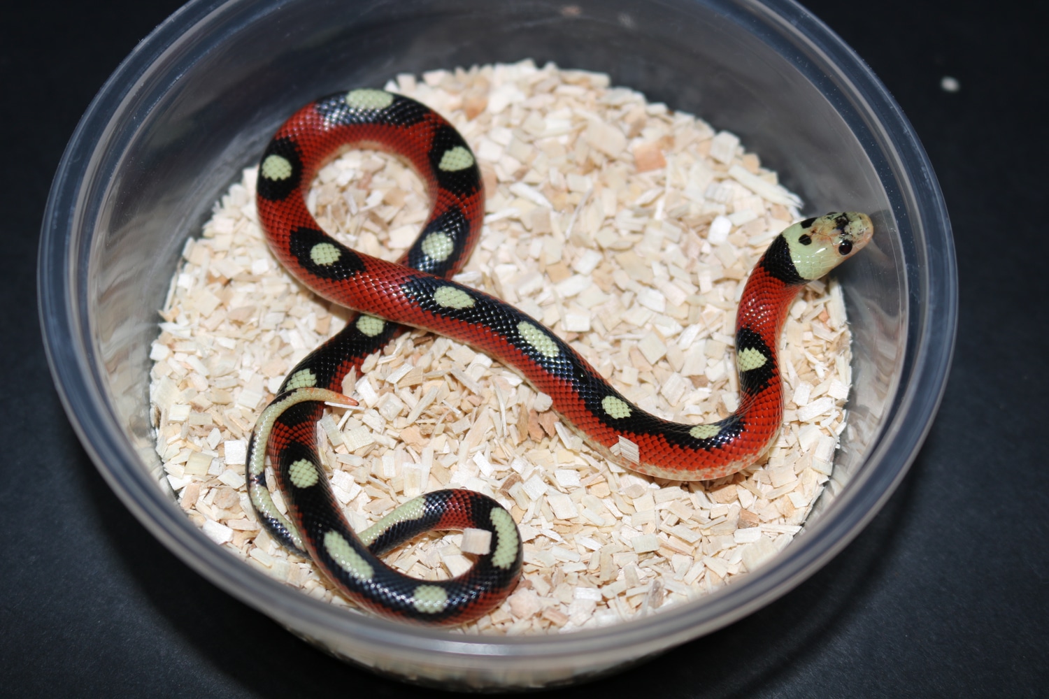Splotched Nelson's Milk Snake by Wards World Of Reptile Propagation ...