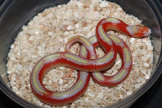 Albino Splotched Nelson's Milk Snake by Wards World Of Reptile Propagation