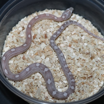 Motley Ghost Corn Snake by Wards World Of Reptile Propagation - MorphMarket