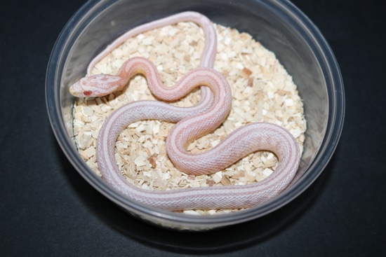 Tessera Pink Coral Snow Corn Snake by Wards World Of Reptile Propagation