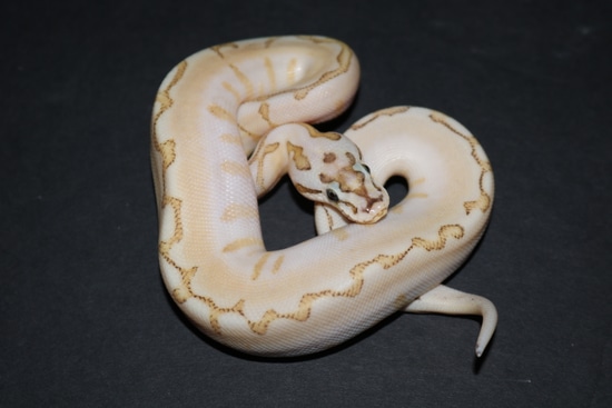 Bamboo Spider Ball Python by Wards World Of Reptile Propagation