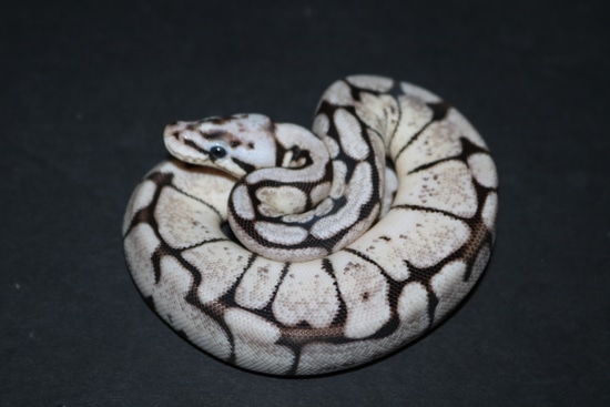 Zebra Bee Ball Python by Wards World Of Reptile Propagation