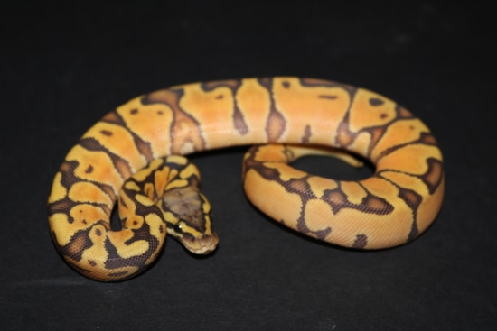 Pastel Orange Ghost Ball Python by Wards World Of Reptile Propagation