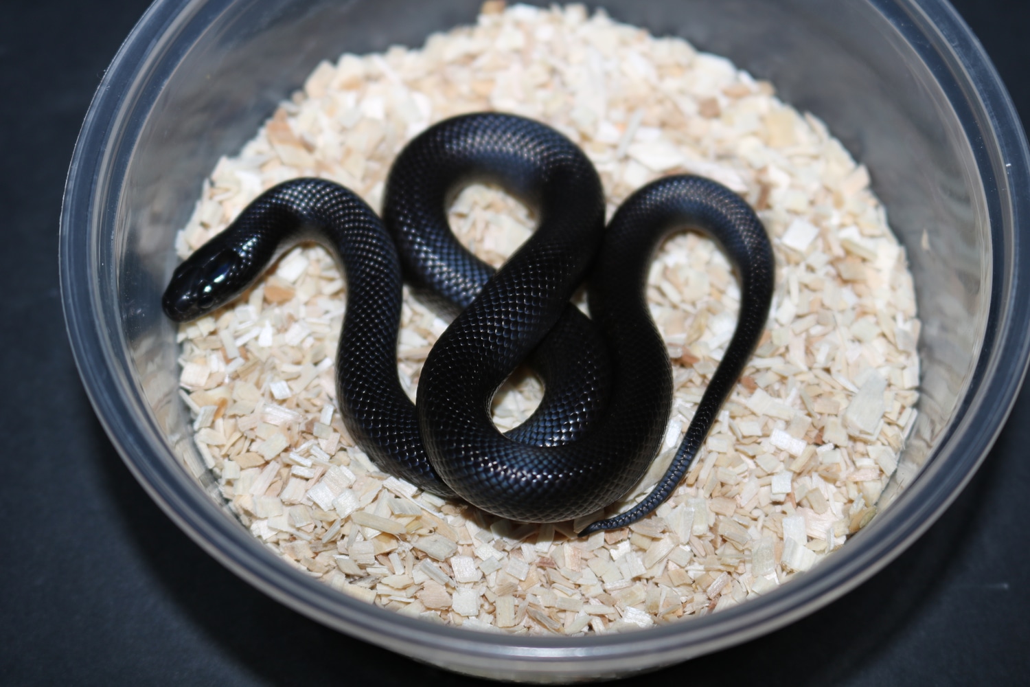 Black Mexican King Mexican Black Kingsnake by Wards World Of Reptile ...