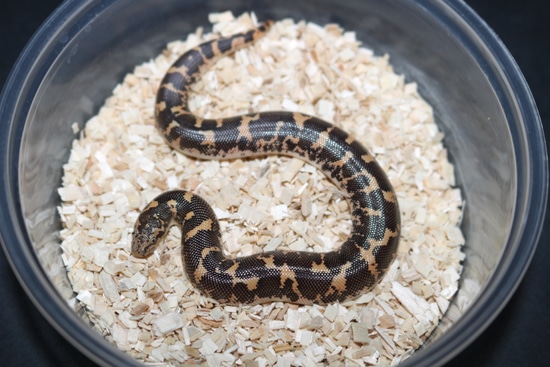 Normal Kenyan Sand Boa by Wards World Of Reptile Propagation