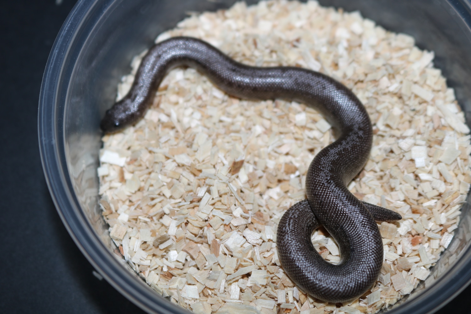 Anery Stripe Kenyan Sand Boa by Wards World Of Reptile Propagation ...