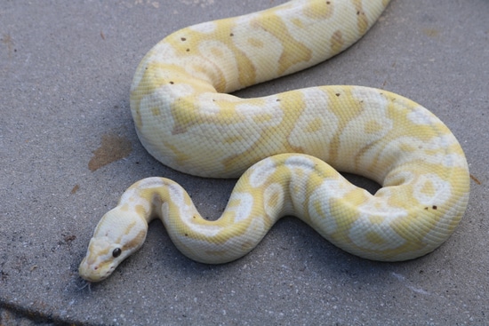 Banana Firefly Ball Python by Wards World Of Reptile Propagation