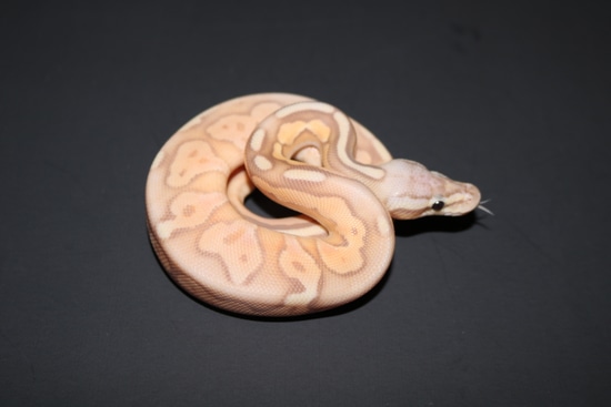 Banana Pewter Enchi Ball Python by Wards World Of Reptile Propagation