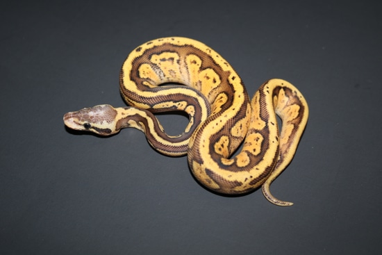 Firefly Yellow Belly Ball Python by Wards World Of Reptile Propagation