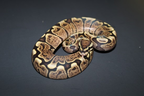 Ghi Woma Ball Python by Wards World Of Reptile Propagation