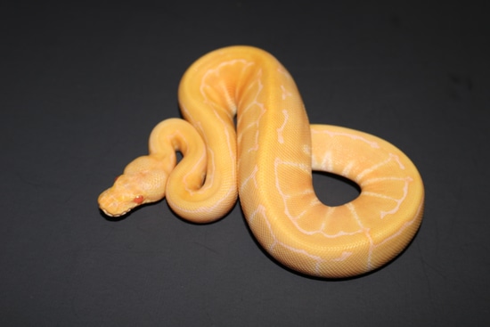 Albino Pinstripe Ball Python by Wards World Of Reptile Propagation