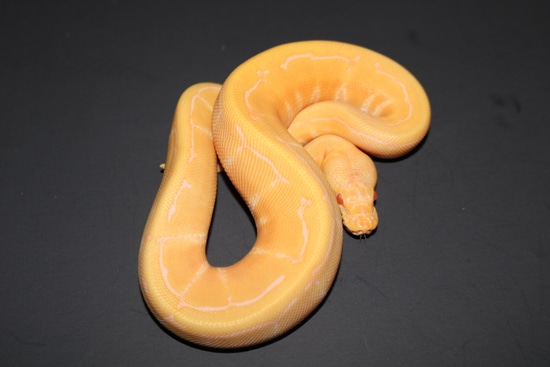 Albino Pinstripe Ball Python by Wards World Of Reptile Propagation