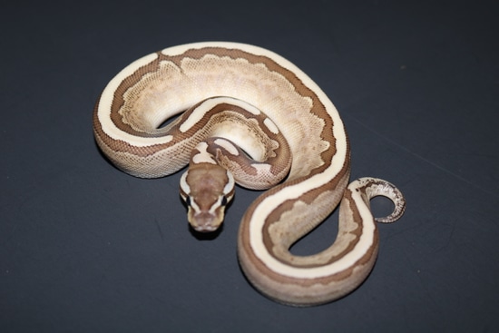 Bamboo Yellow Belly Enchi Ball Python by Wards World Of Reptile Propagation