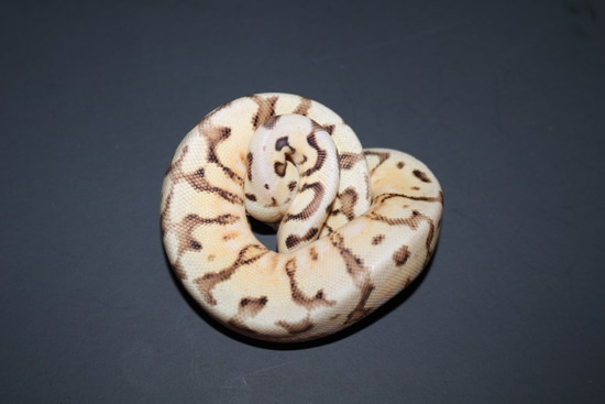 Bumble Bee Yellow Belly Ball Python by Wards World Of Reptile Propagation