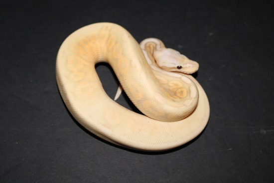 Banana Pewter Ball Python by Wards World Of Reptile Propagation