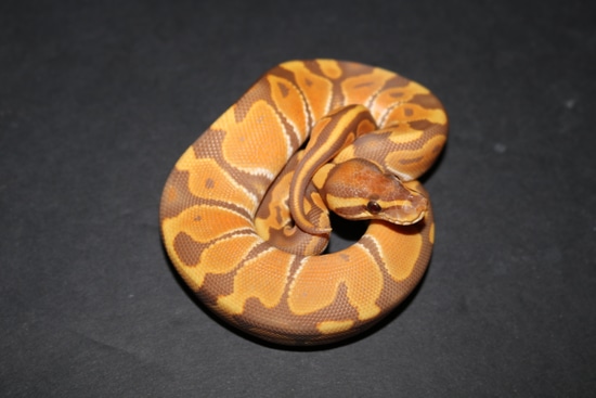 Ultramel Ball Python by Wards World Of Reptile Propagation