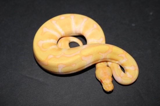 Albino Enchi Ball Python by Wards World Of Reptile Propagation